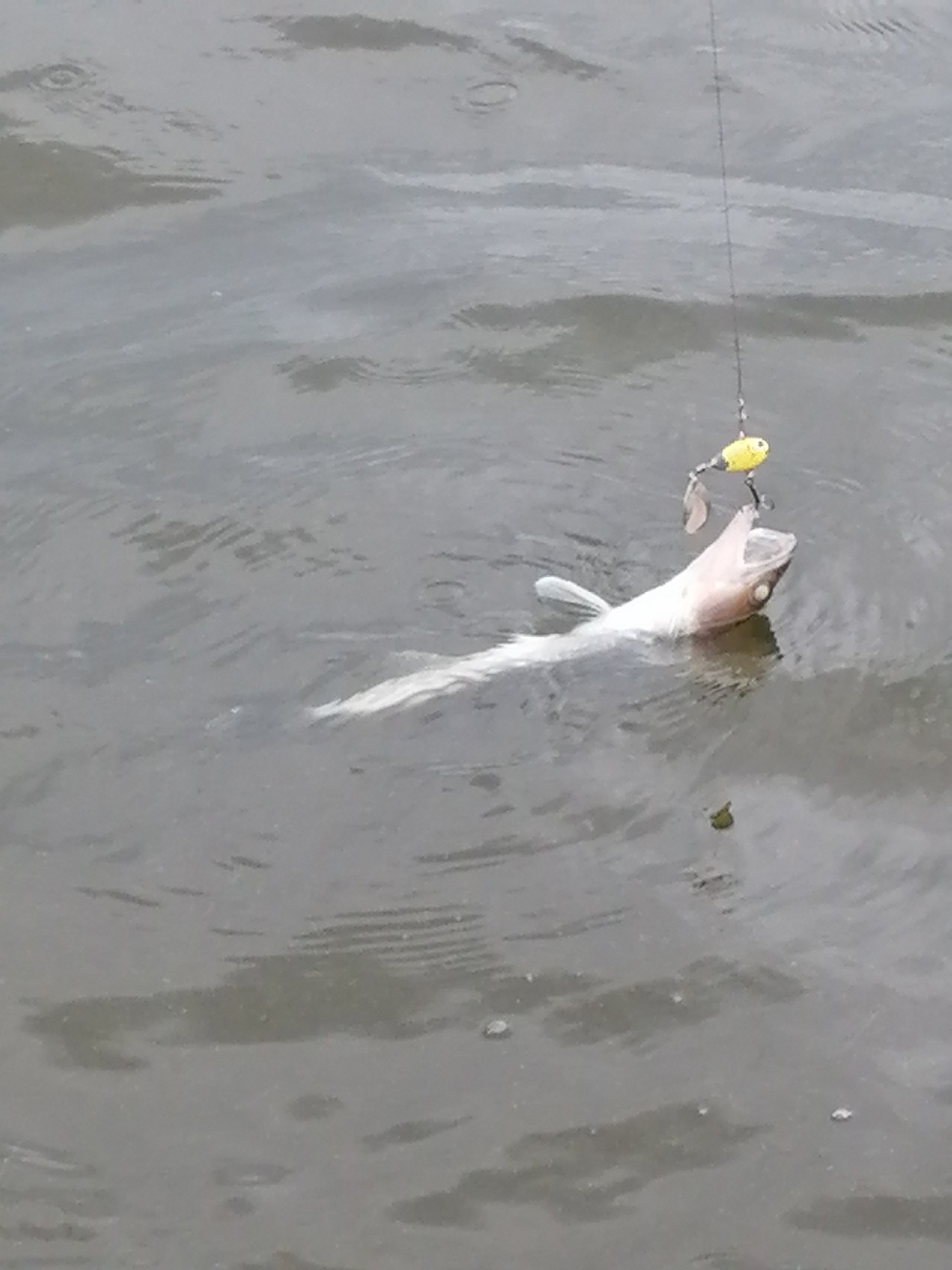 YEs8 N6 Wo L9s — Postimages