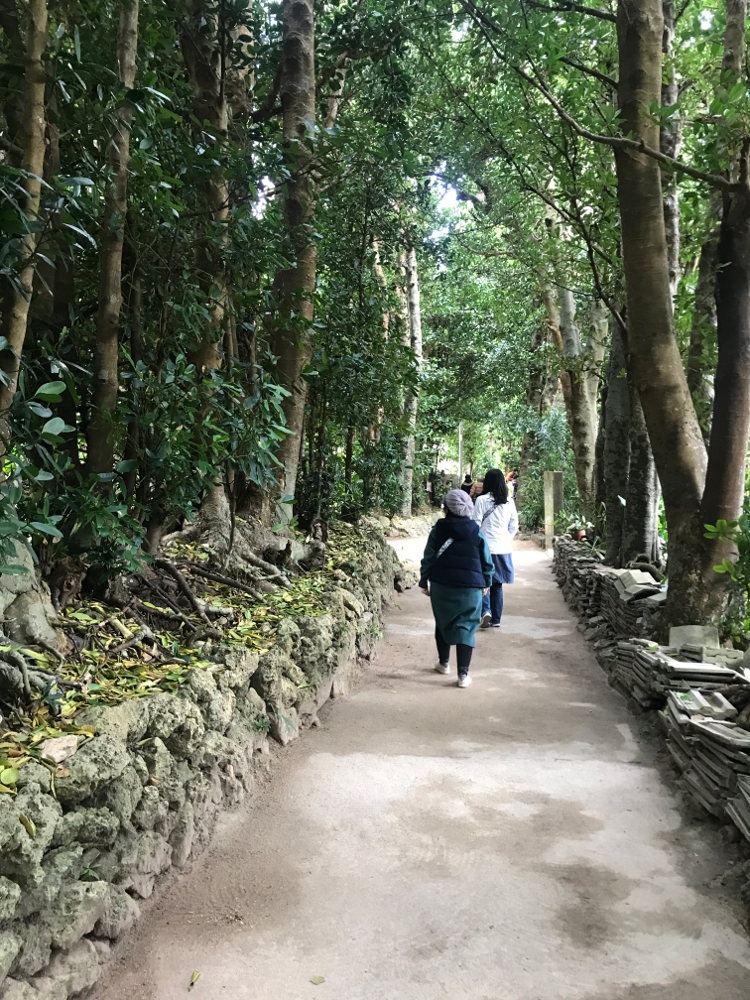 Fukugi Road — Postimages