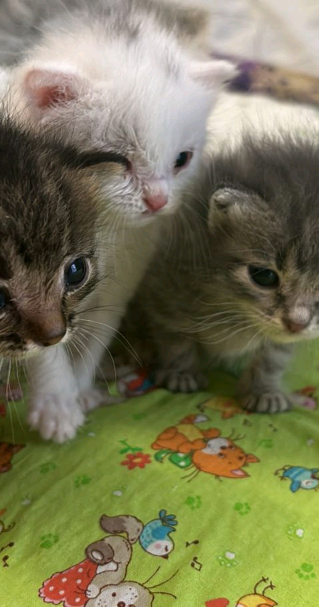 mishata — Postimages