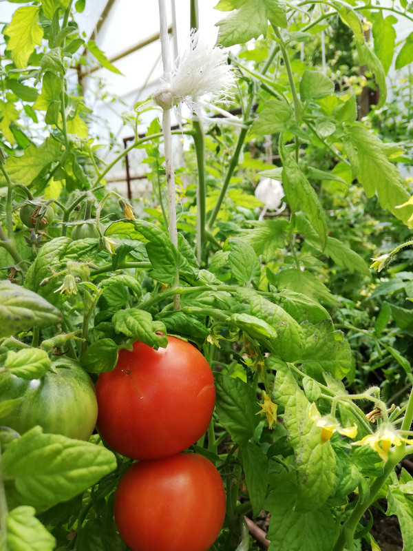 IMG 20200523 130243 — Postimages