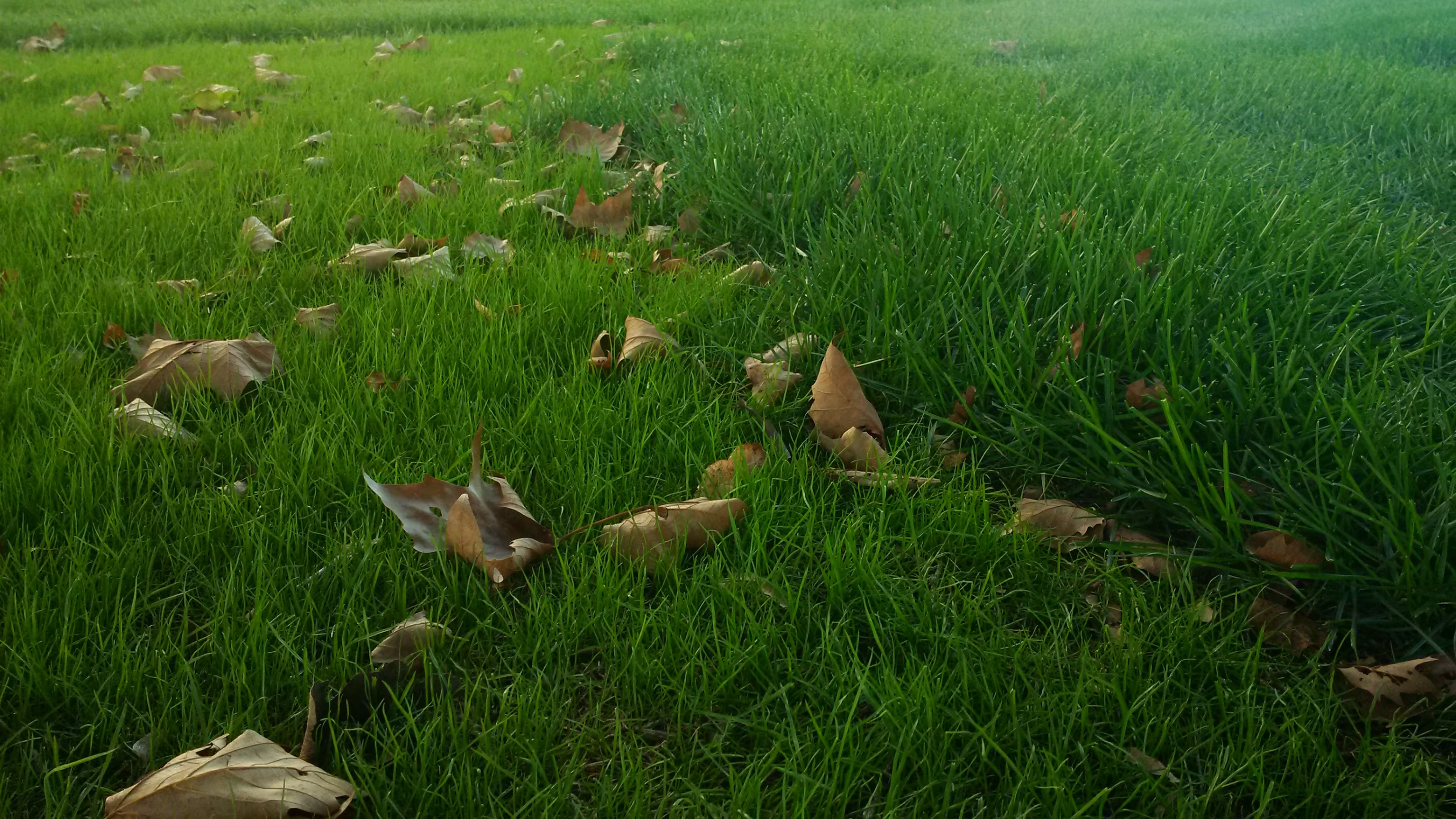 Repair in side yard with older reno for comparis — Postimages