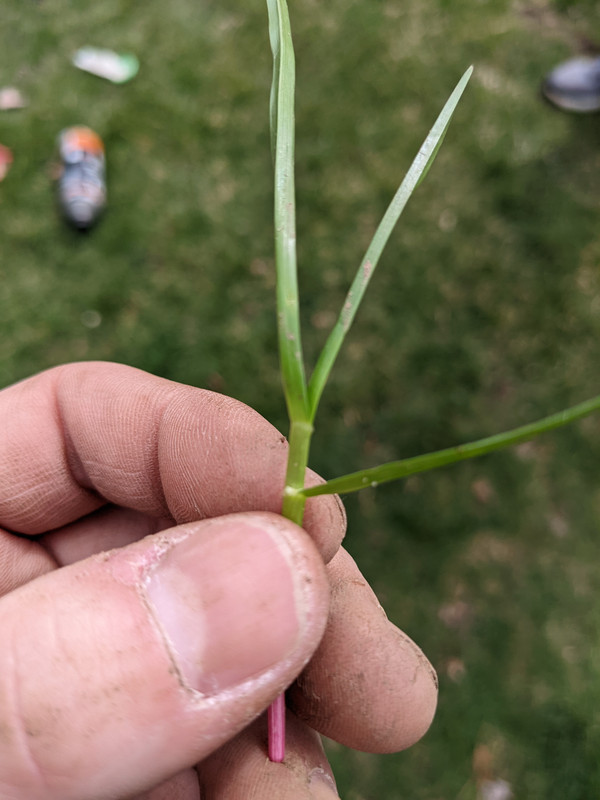 Poa Triv? | Lawn Care Forum