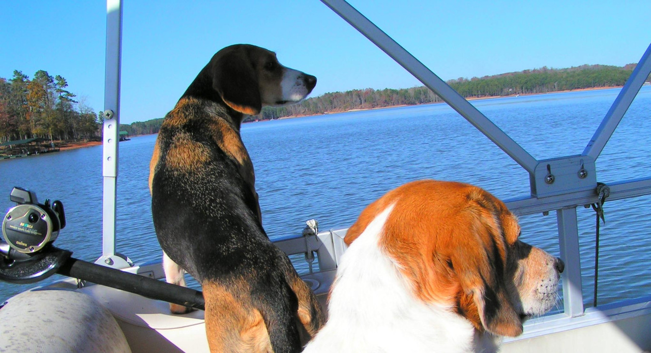 Re: Too old for a dog - The Amphitheatre Forum - TigerNet