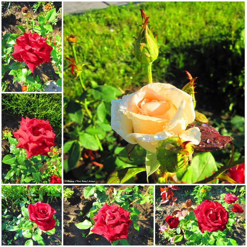 1640 20 — Postimages