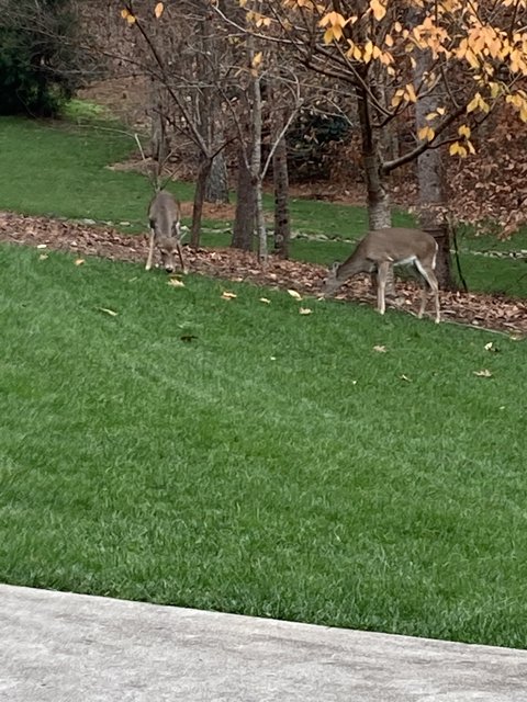 Spring nitrogen planning | Lawn Care Forum