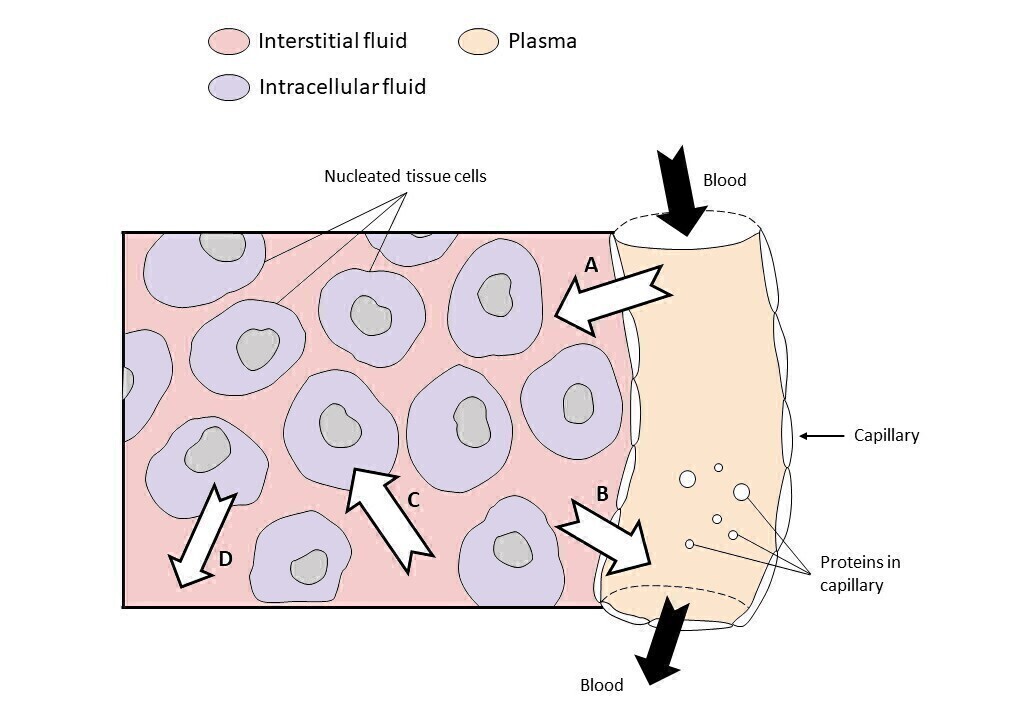 Figure $15-5$ illustrates the three major fluid compartments | Quizlet