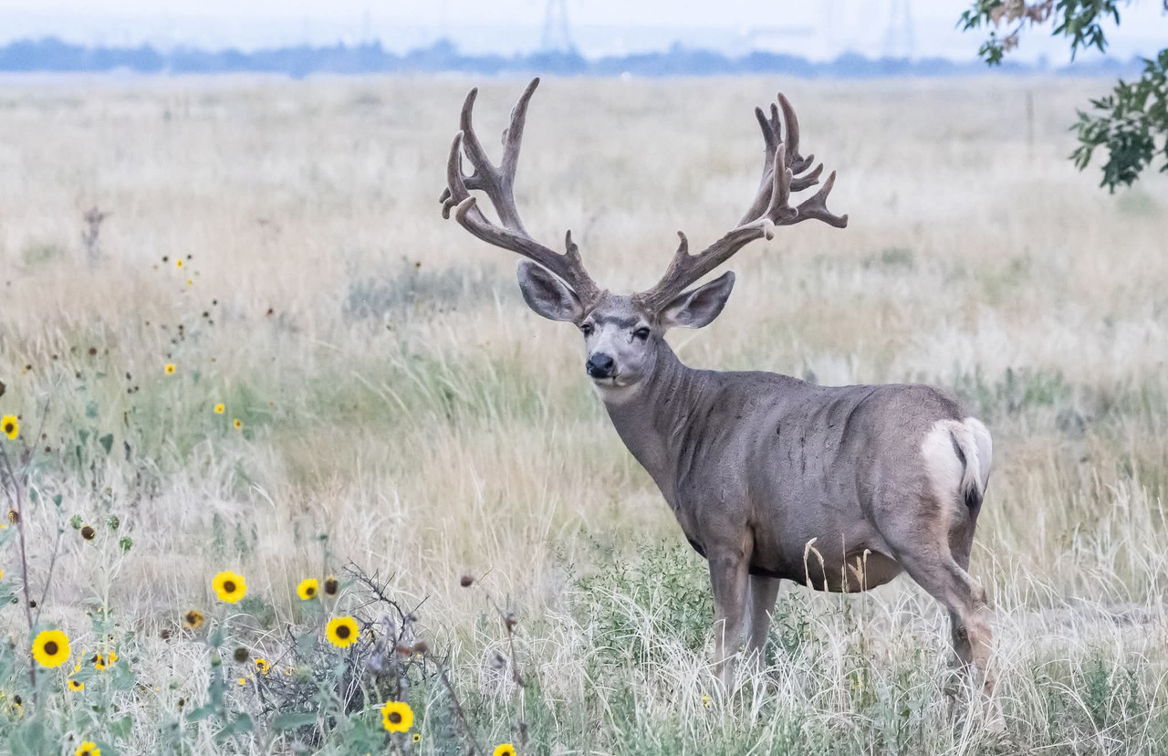Big Colorado muley dead from apparent fight - 24hourcampfire