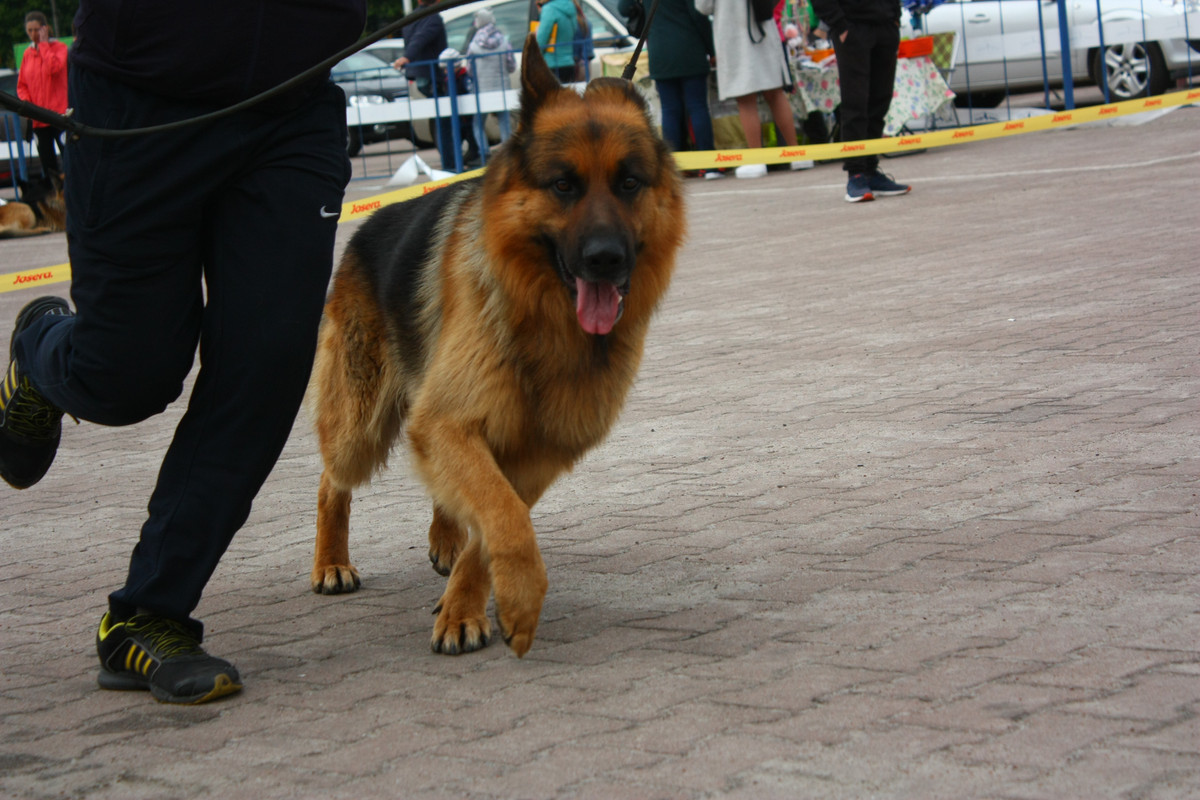 IMG 2242 — Postimages