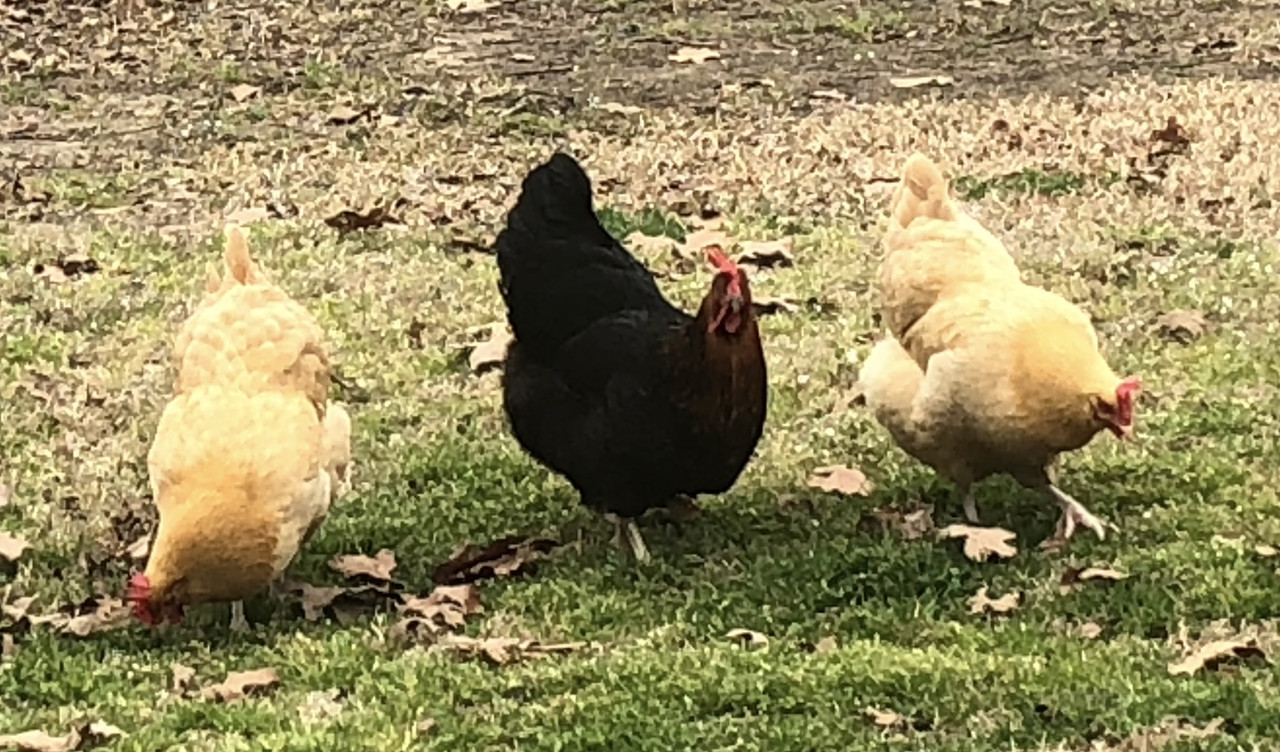 I once had a chicken called Gertrude. Freakin vegans! > General ...