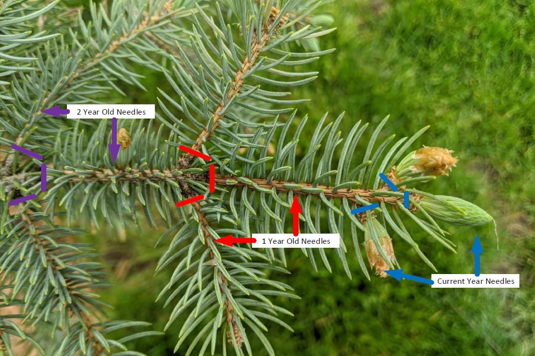 Blue Spruce Needles