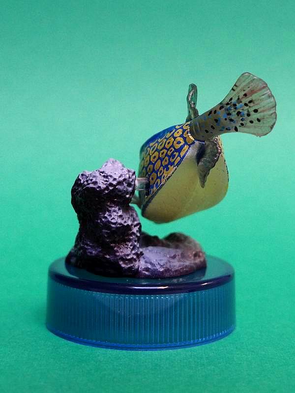 Coral Reef Fish