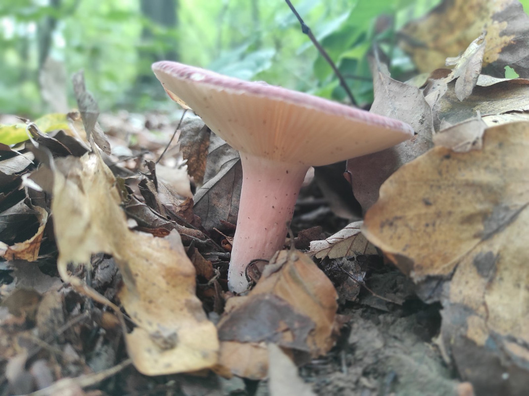 Album — Postimages