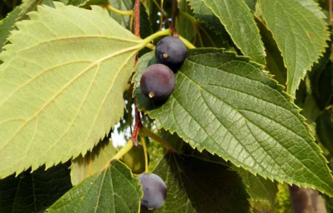 BAGOLARO