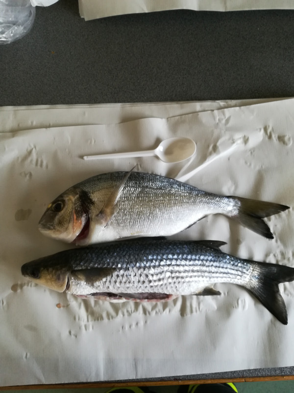 PESCI — Postimages