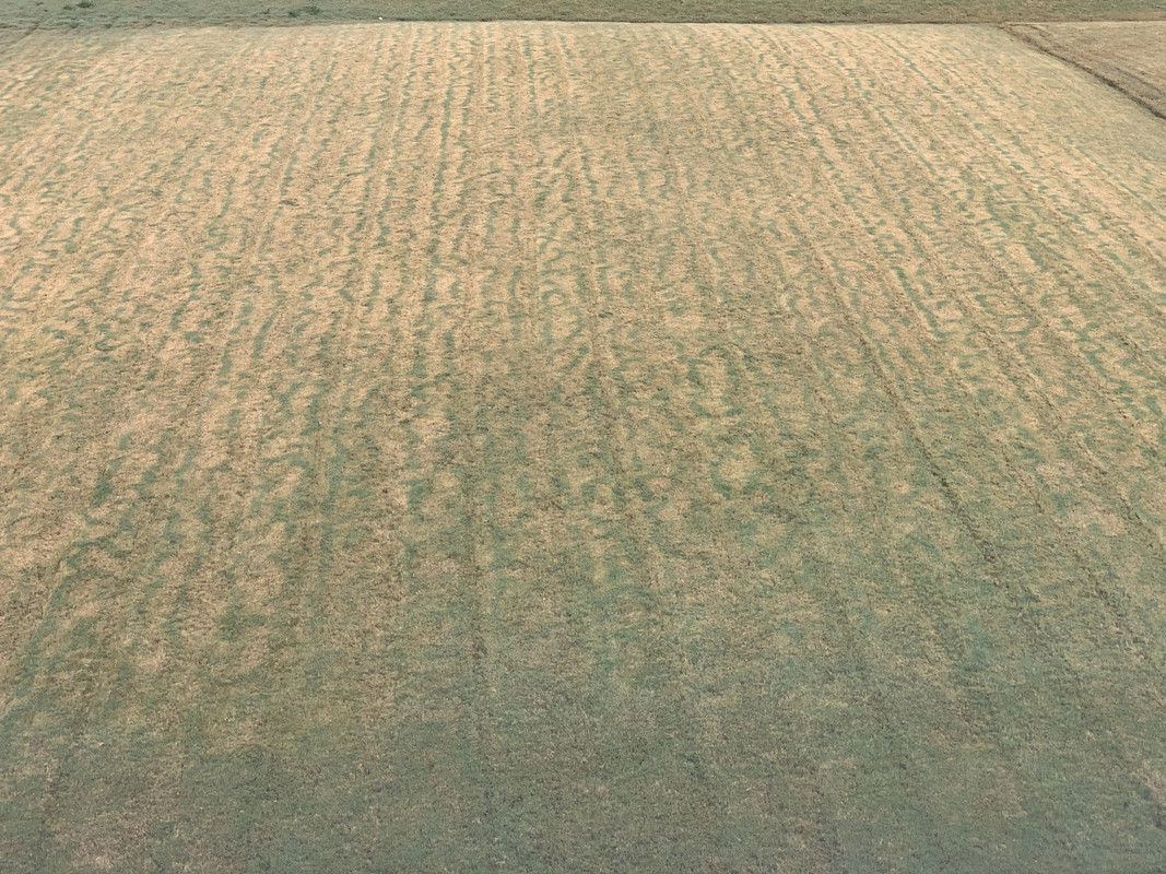 Strange pattern in lawn | Lawn Care Forum
