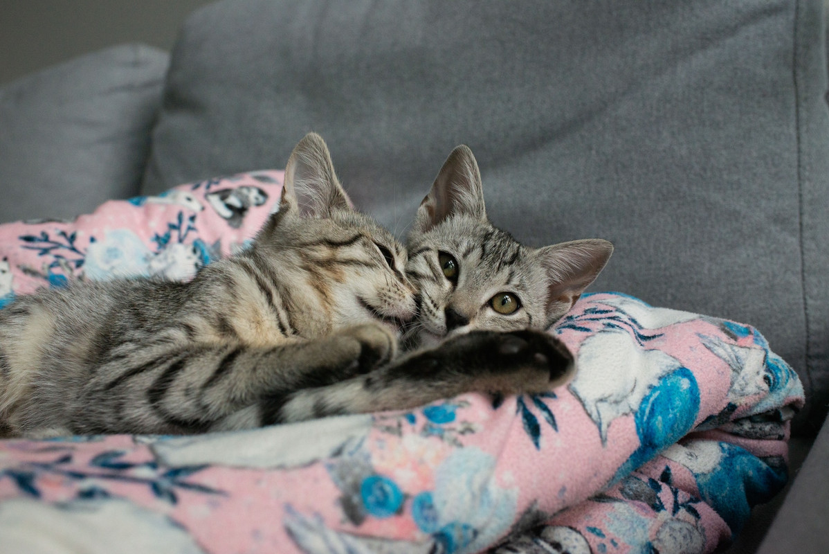 A1 AE76 D9 5 FB8 4148 B1 F1 3 FDA1 D828856 — Postimages