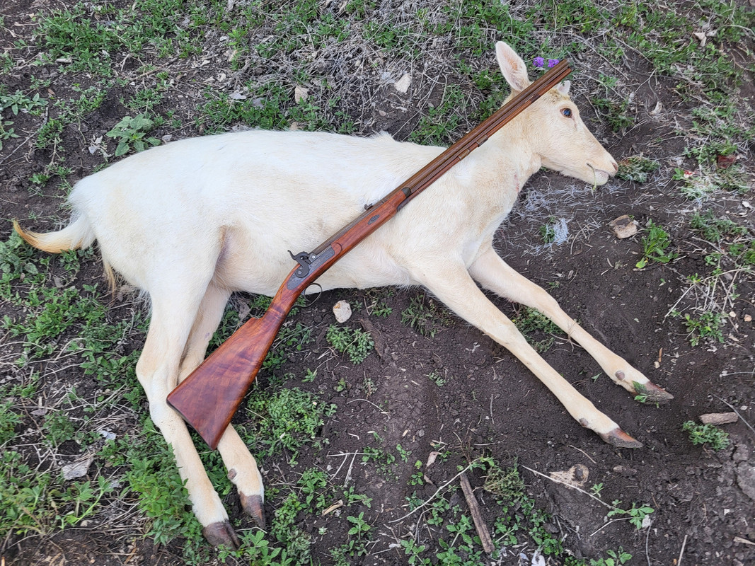 White Deer | The Muzzleloading Forum