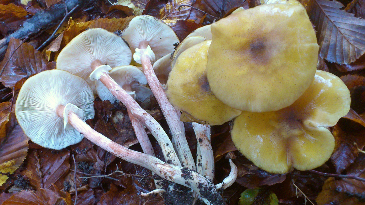 DSC 0129 — Postimages