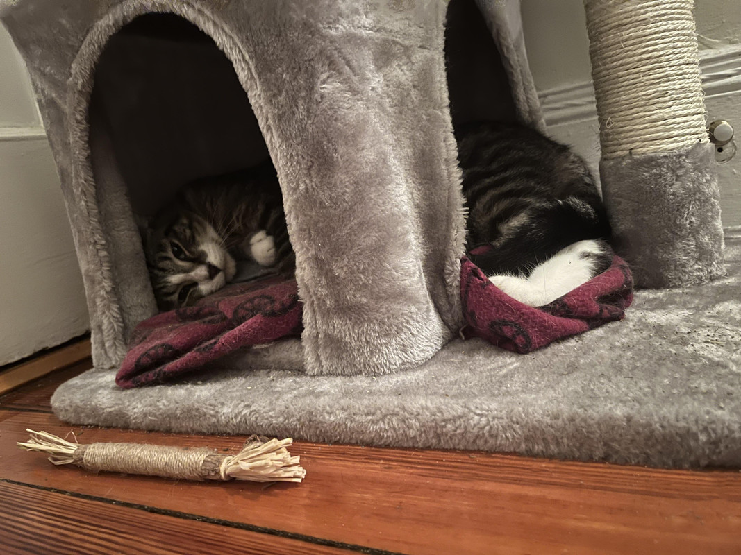 cat tree copy — Postimages