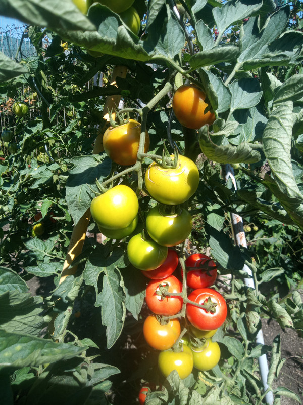 IMG 20230812 123318 064 — Postimages