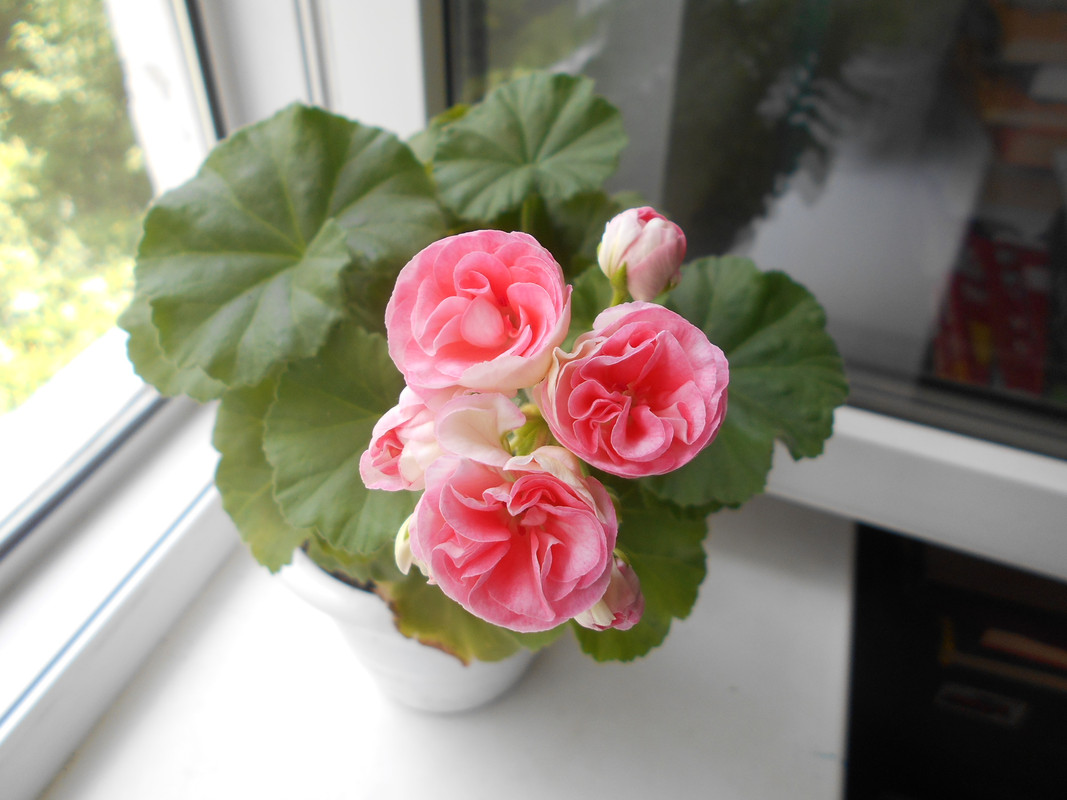 DSCN0733 — Postimages