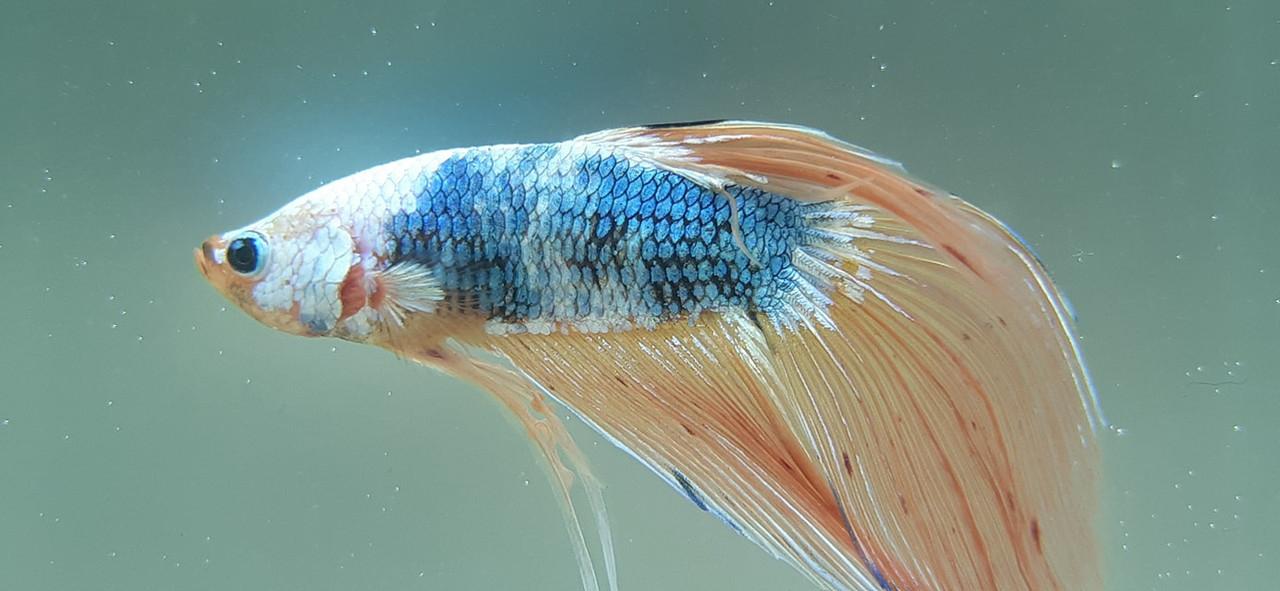 Rare Betta Strains in Stock | Tropical Aquariums SA
