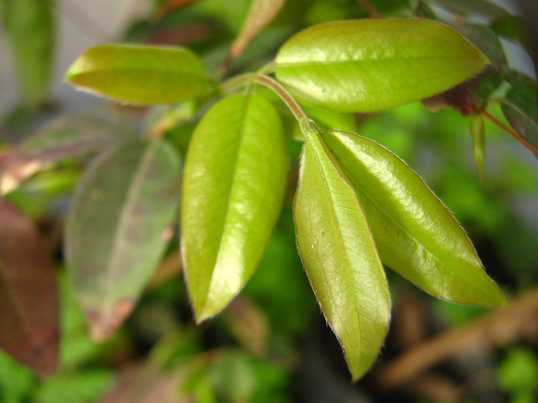 jaboticaba new leaves 20150731 T161456 jpg — Postimages