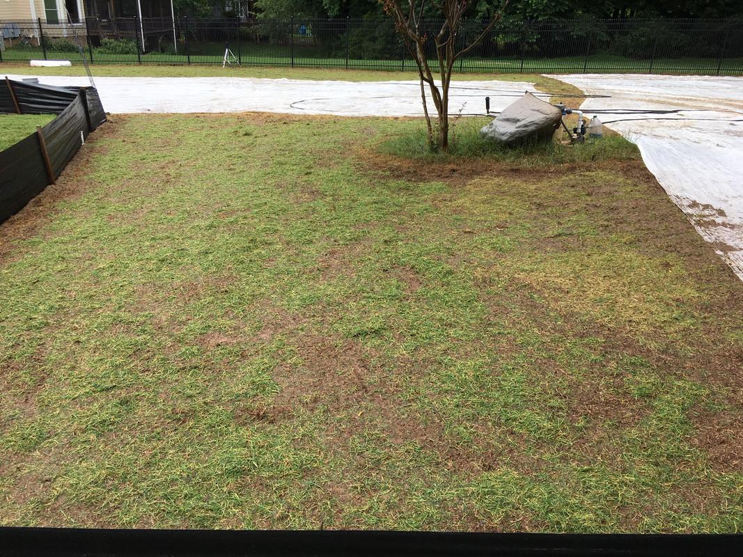 Tahoma sprigs - 3 Phases, 12k | Lawn Care Forum