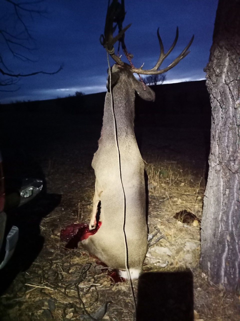 2021 hanging deer — Postimages