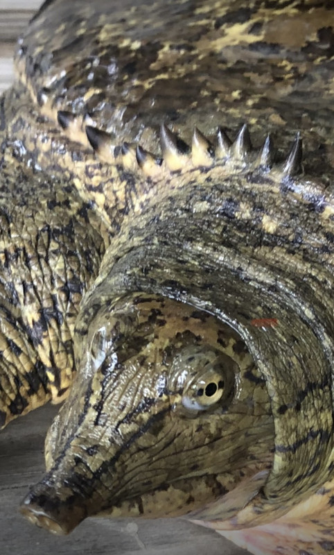 Have You Ever Caught A Snapping Turtle...?? - Page 2 - Other Fish ...