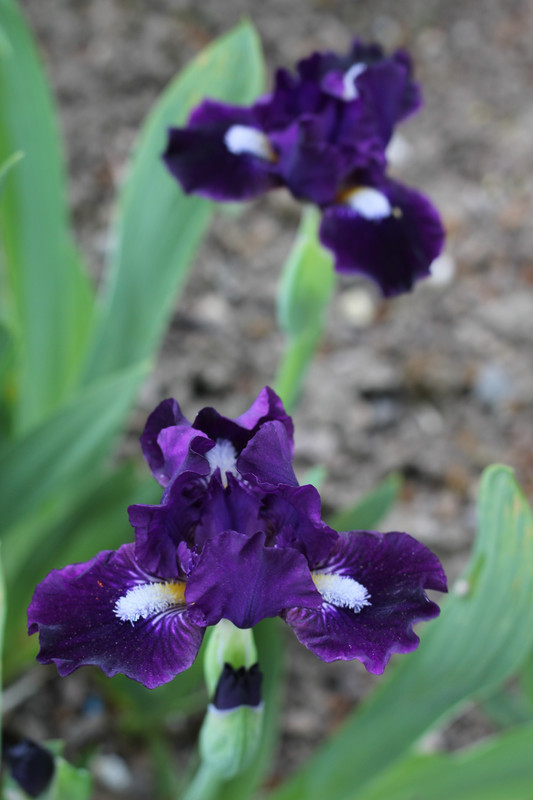 Wish upon a star — Postimages