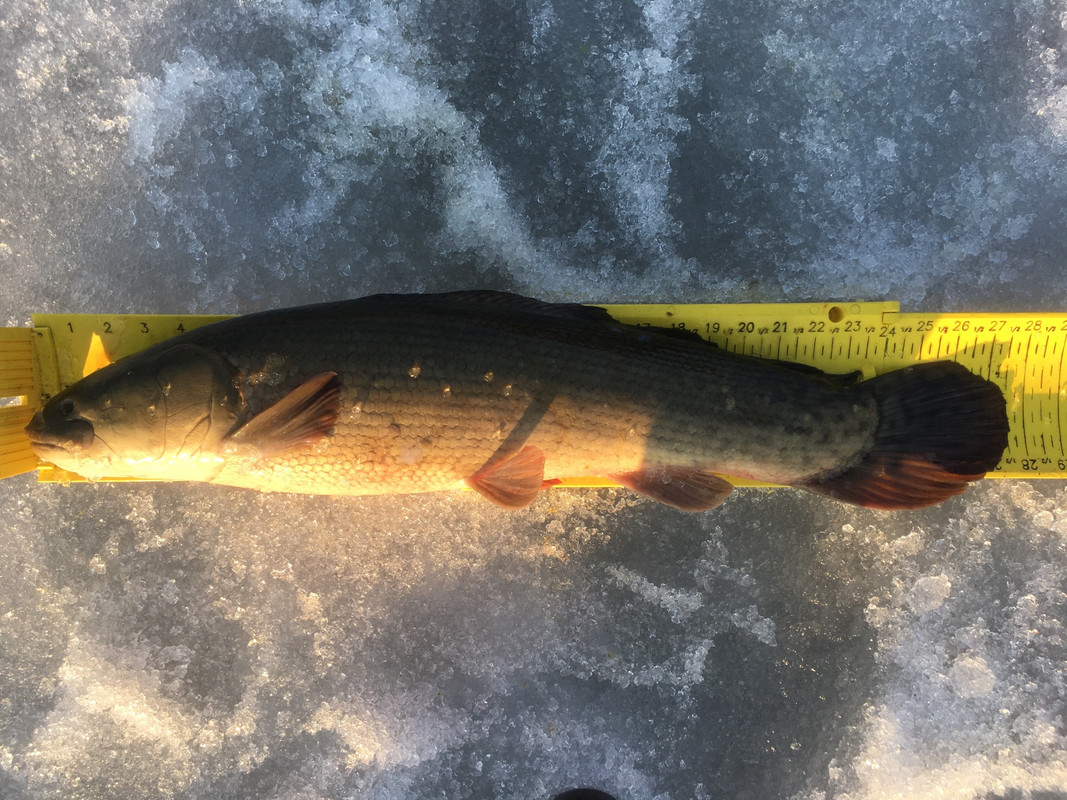 830 AF1 ED 9 AD7 43 C8 B06 C 9 BFE063 F9754 — Postimages