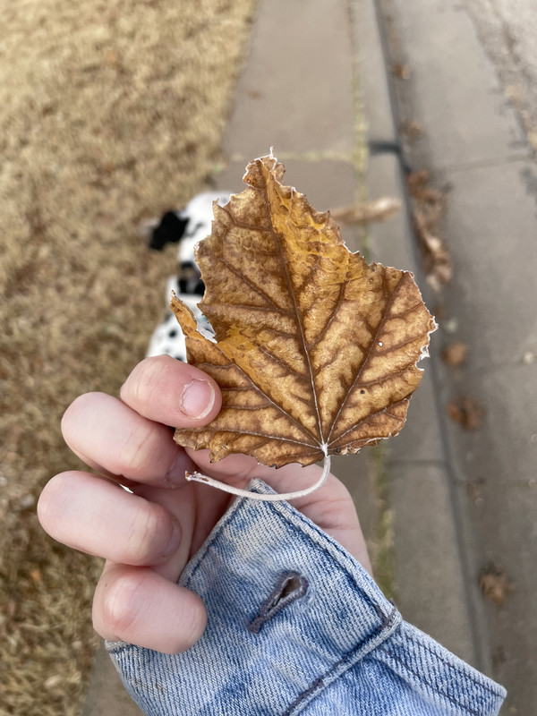 This perfectly white leaf I found on our walk : r/mildlyinteresting