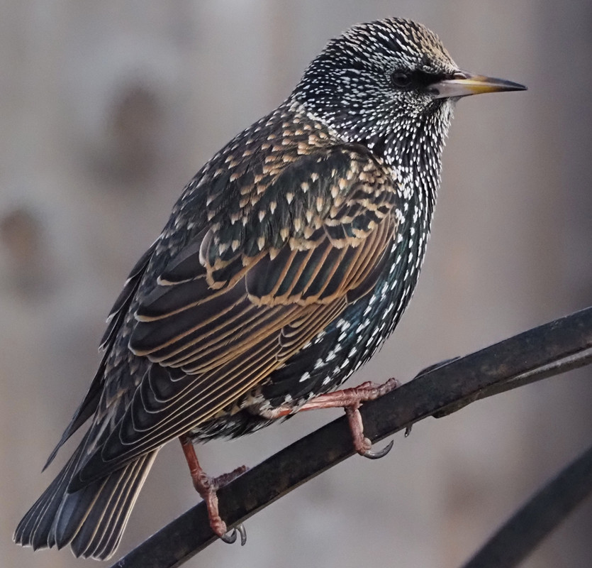 P1010262 resize — Postimages