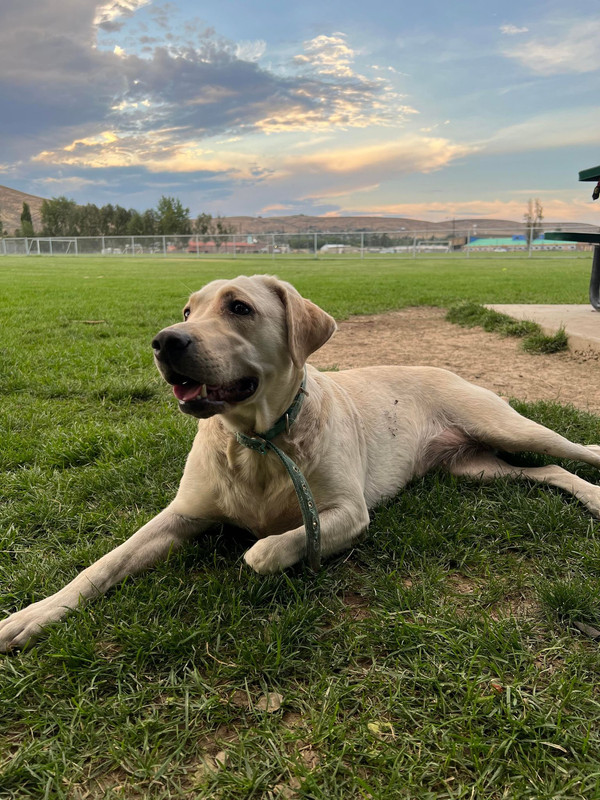 maia (moms dog) — Postimages