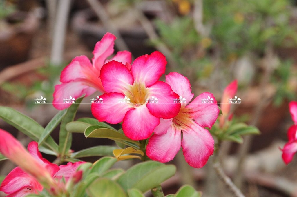 The Charm of Ancient Thai Flowers and Traditional Fragrant Plants You ...