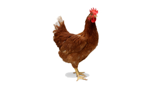 BECO PETS Pack x12 Super Premium Comida Gallina Libre | falabella.com
