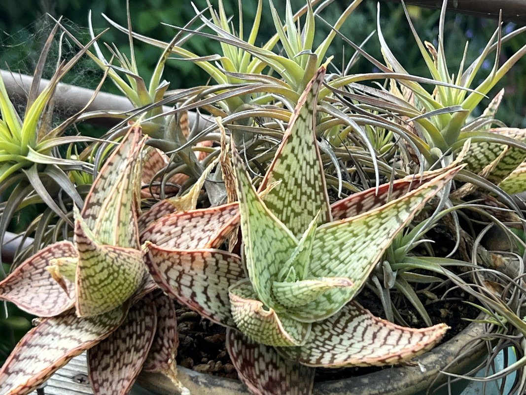 IMG 7266 — Postimages