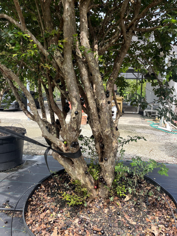 B47 D9656 ADC2 42 D7 A275 E6 E2 CFF66392 — Postimages