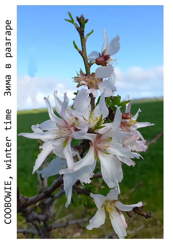 Tree Blossom6 Aug22 — Postimages
