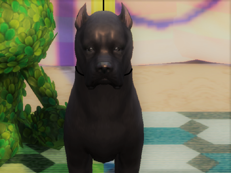 PRIDE MONTH ALL-BREED CONFORMATION SHOW | Sims International Kennel Club