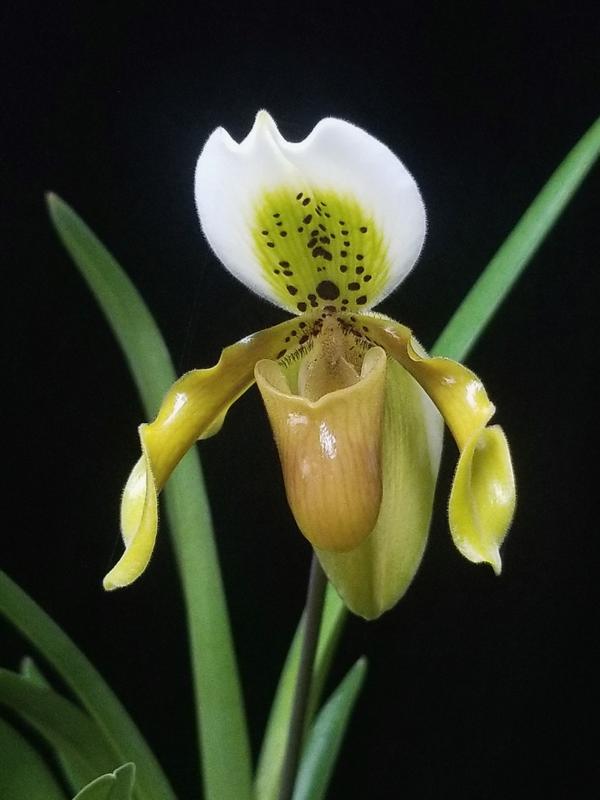 Paph exul | Slippertalk Orchid Forum