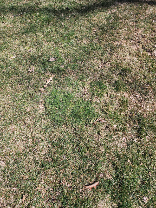 Planning Ahead to Treat Poa Triv | Lawn Care Forum