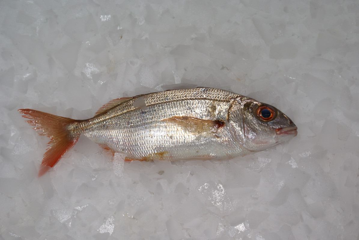 Besugo — Postimages