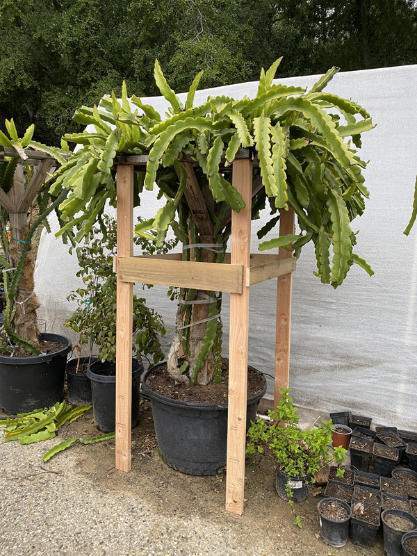 DC253 AAF 79 EF 4439 BBC3 8 BF6 A52 B285 F — Postimages