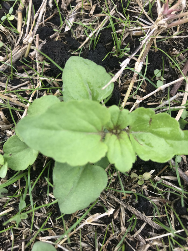 Weeds in Reno | Lawn Care Forum