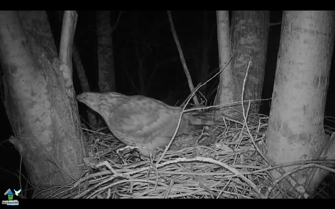 Schermopname (1956) — Postimages