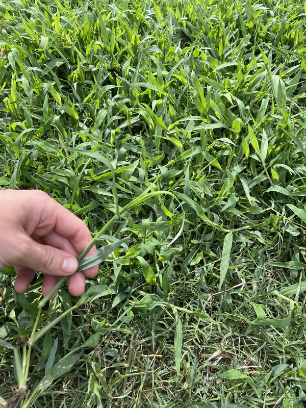 What Is This Growing In My St Aug Grass Lawn Care Forum 5914
