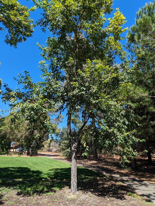 PXL 20240311 033132913 — Postimages