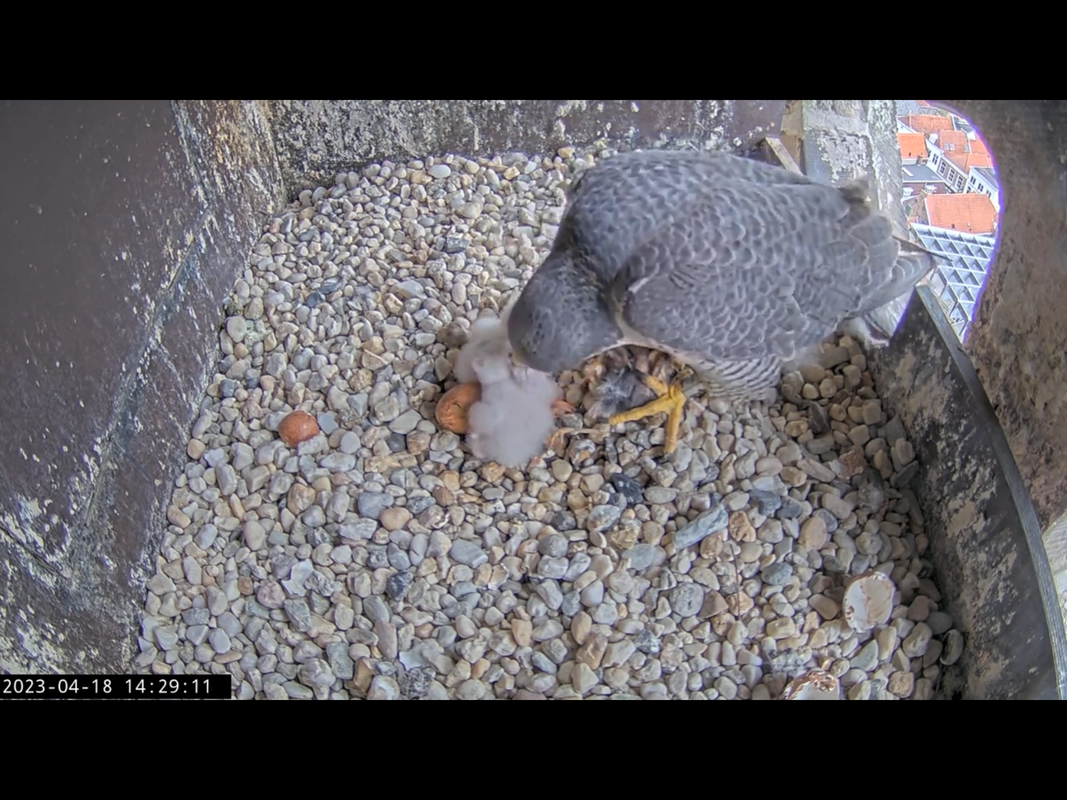 56 C06 E48 DE66 47 D6 9 BAB B13539 F052 A4 — Postimages